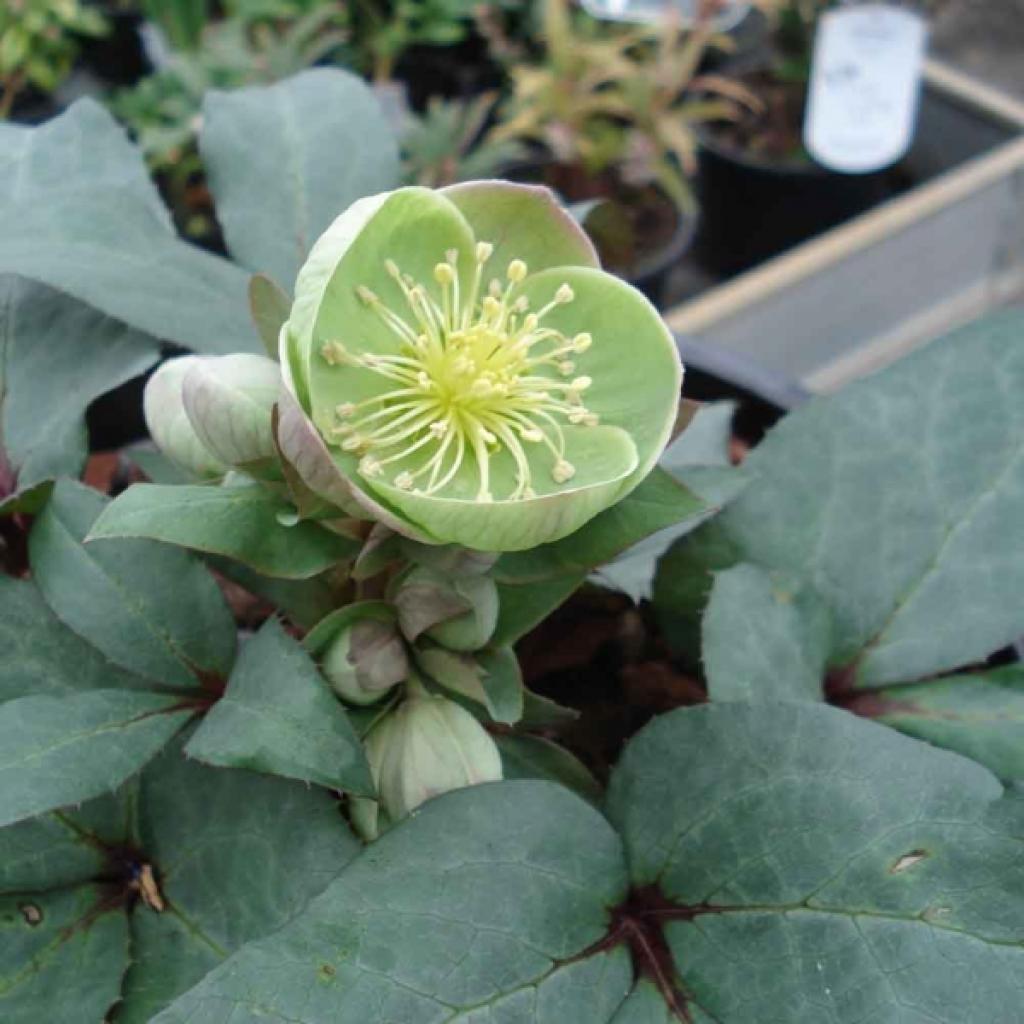 Helleborus sternii Grey Star - Stern's Hellebore - Christmas Rose