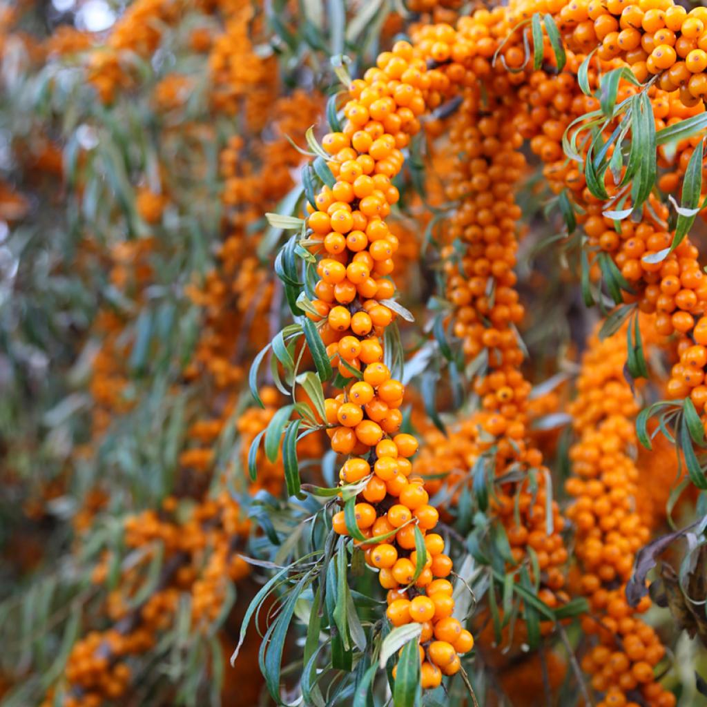 Hippophae rhamnoides Orange Energy Hagebo - Female Sea Buckthorn with ...