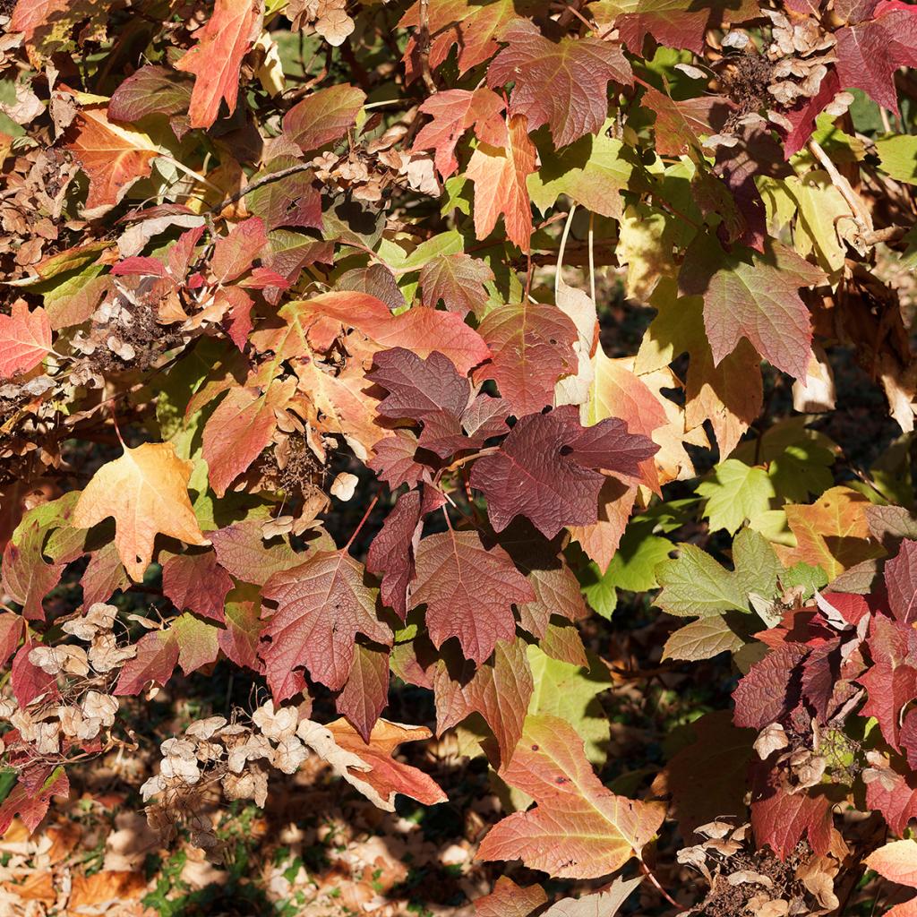 Hydrangea quercifolia Gatsby Moon - Oakleaf hydrangea with very double ...
