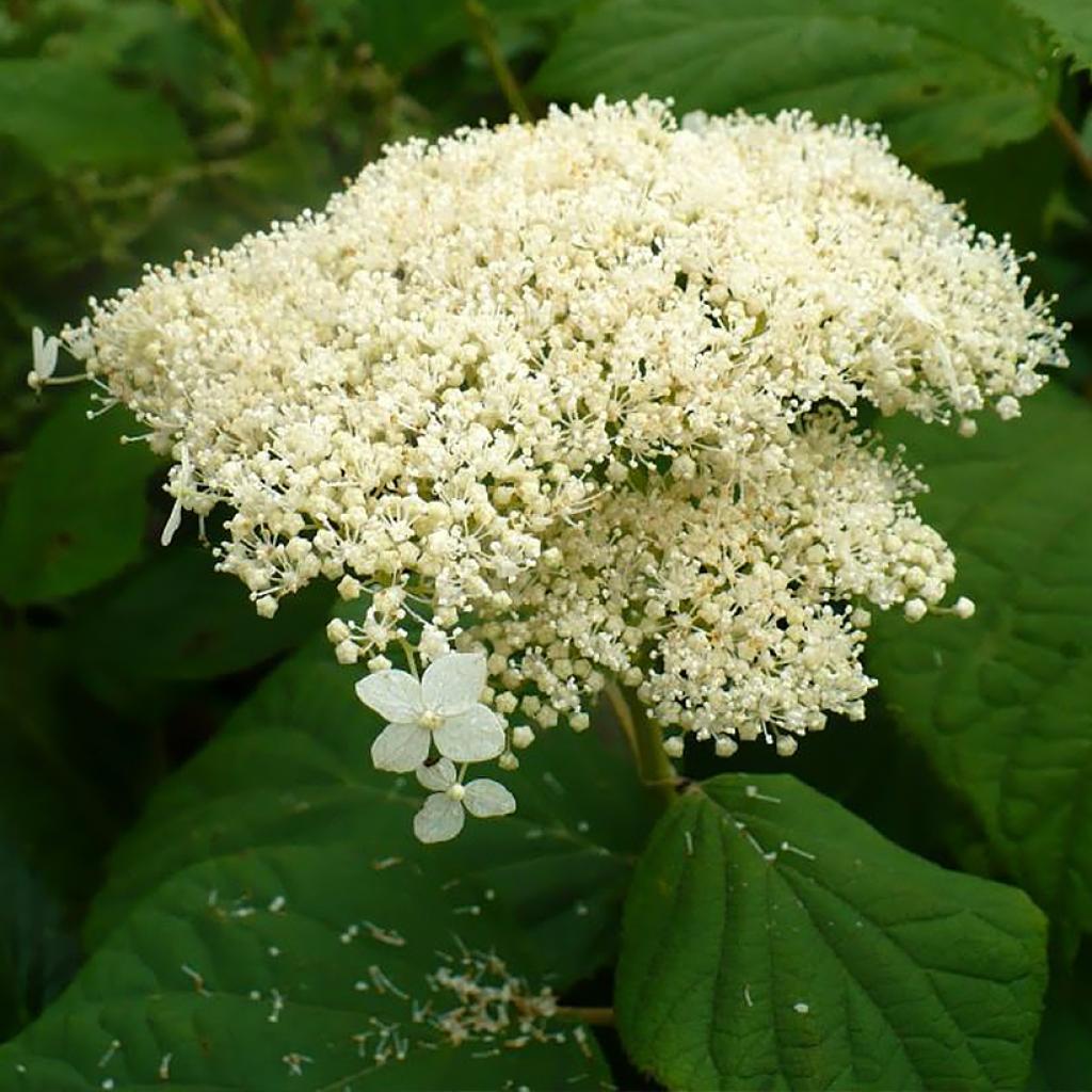 Hydrangea arborescens Hills of Snow - Hydrangea with white flowers