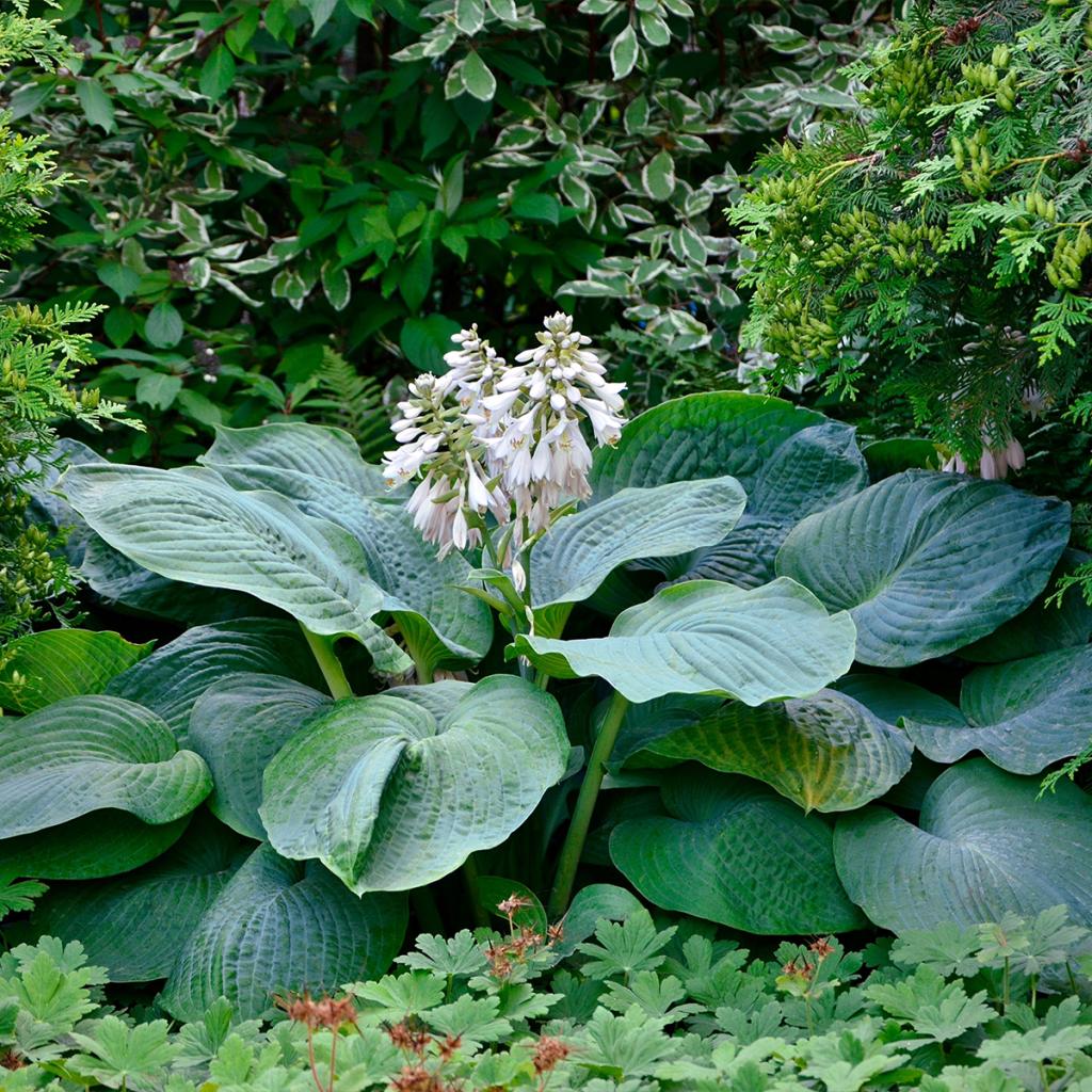 Hosta 'Blue Angel' - A splendid blue foliage adorned with white flowers.