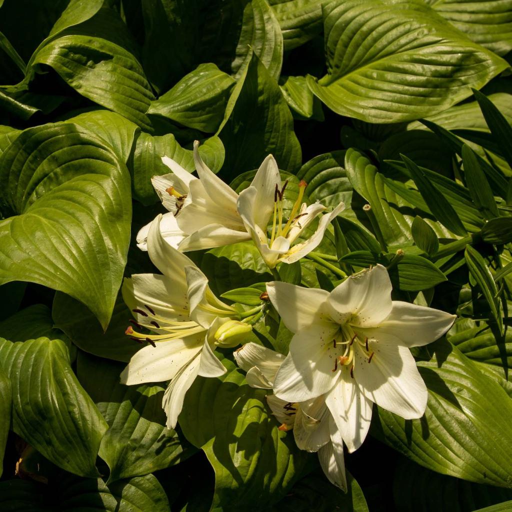 Hosta Honeybells - Pale green foliage and fragrant white flowers