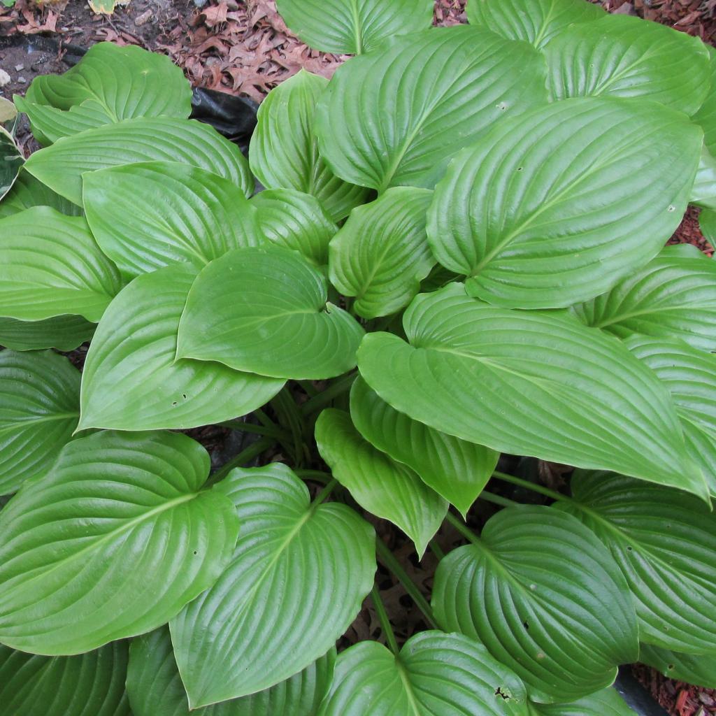 The ventricose hosta, a giant with shiny green foliage and amethyst ...