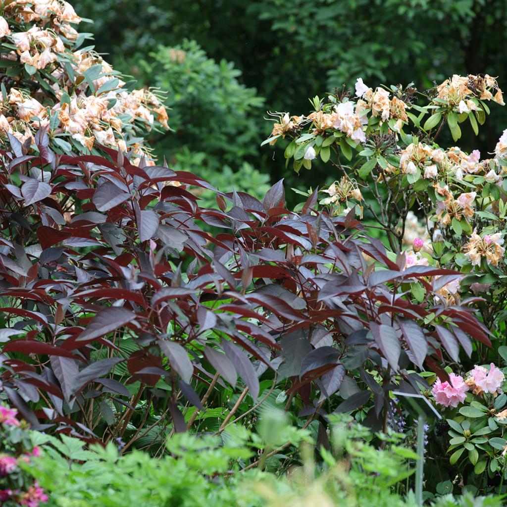 Hydrangea aspera Hot Chocolate - Hydrangea with chocolate foliage.
