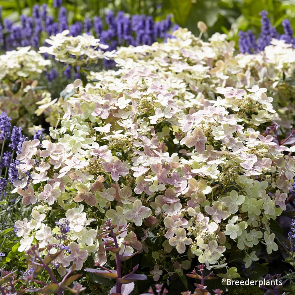 Hydrangea paniculata Polestar (syn. Switch Ophelia) - a compact ...