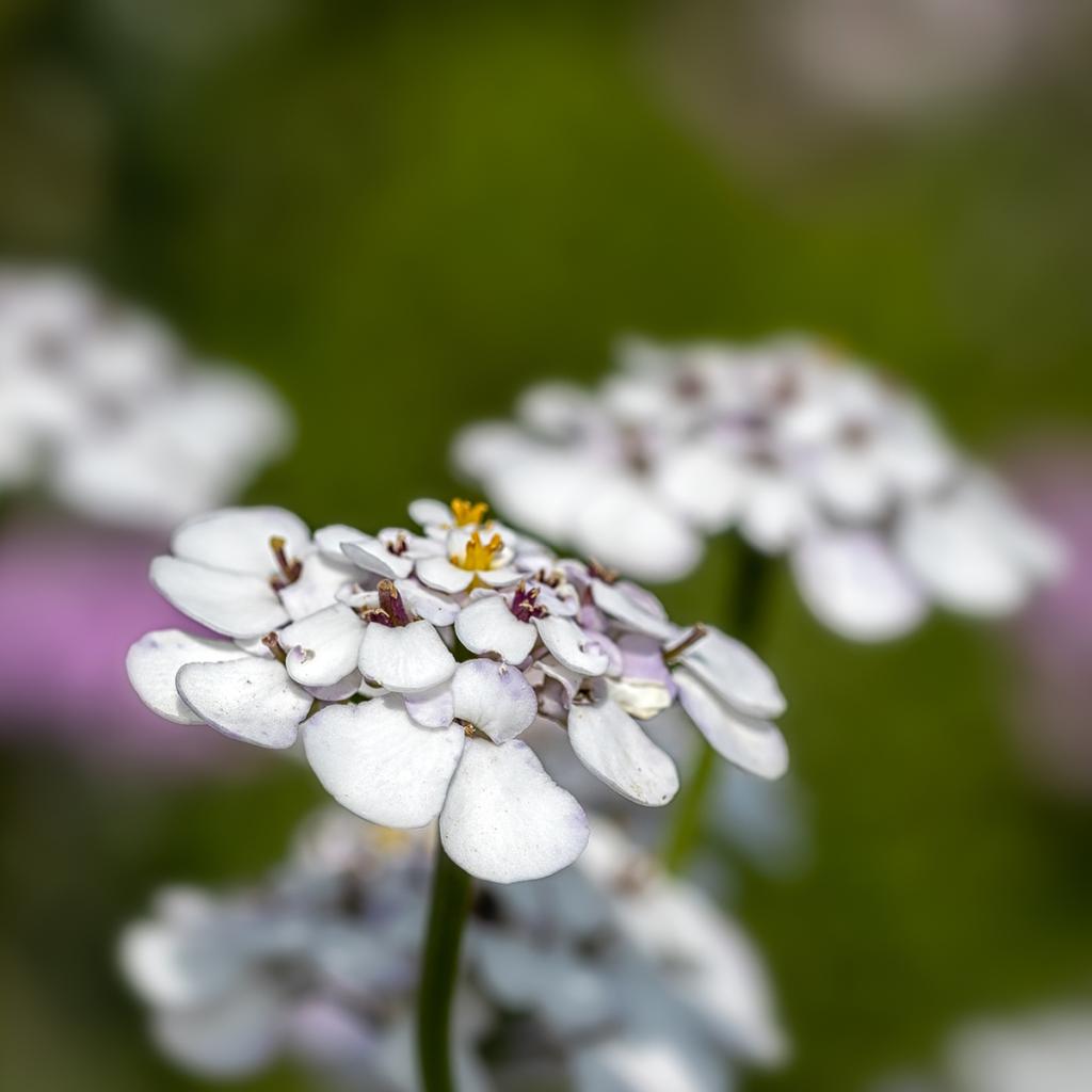 Iberis sempervirens Masterpiece - Candytuft