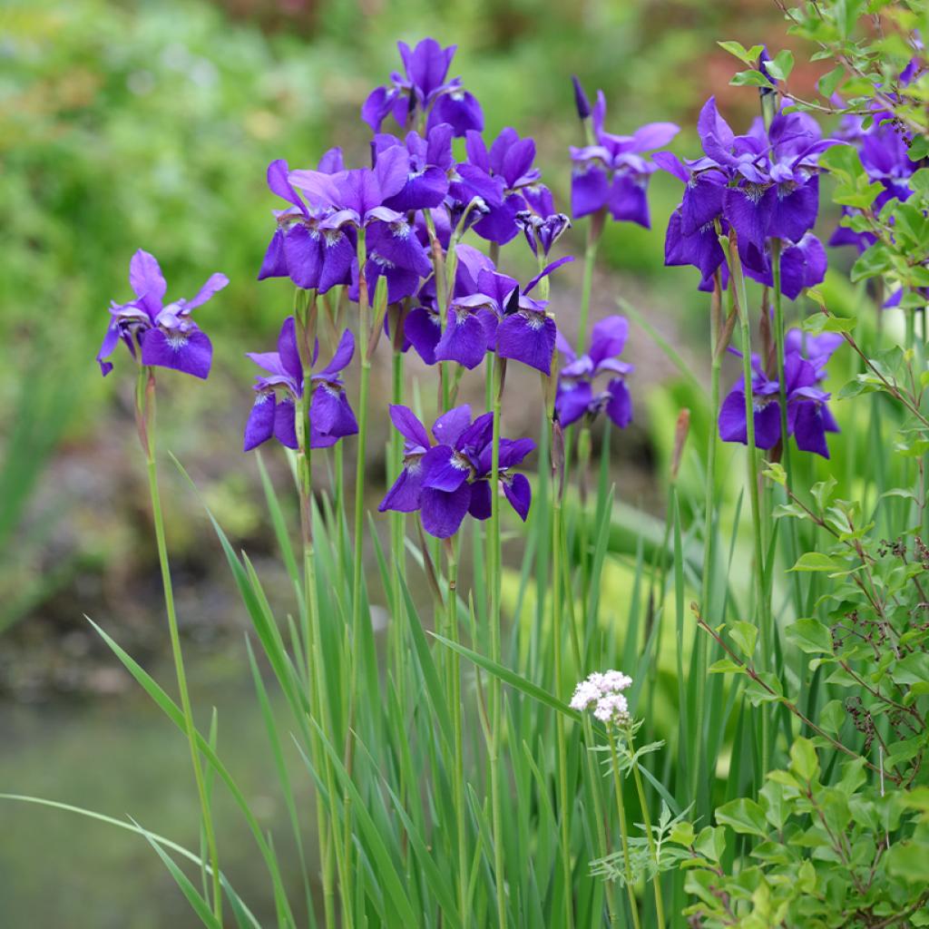 Iris sibirica - Siberian Iris Caesar's Brother - Intense blue flowers