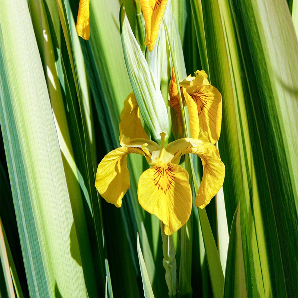Iris pseudacorus variegata - Variegated Water Iris, Yellow Flag