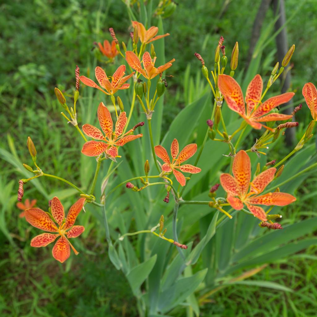 Belamcanda chinensis - Tiger lily or Blackberry lily