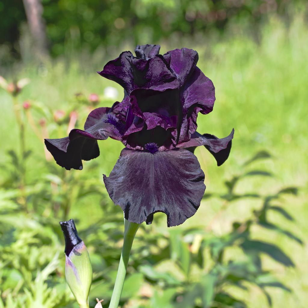 Iris germanica Black Suited - Black Suited Garden Iris, floriferous and ...