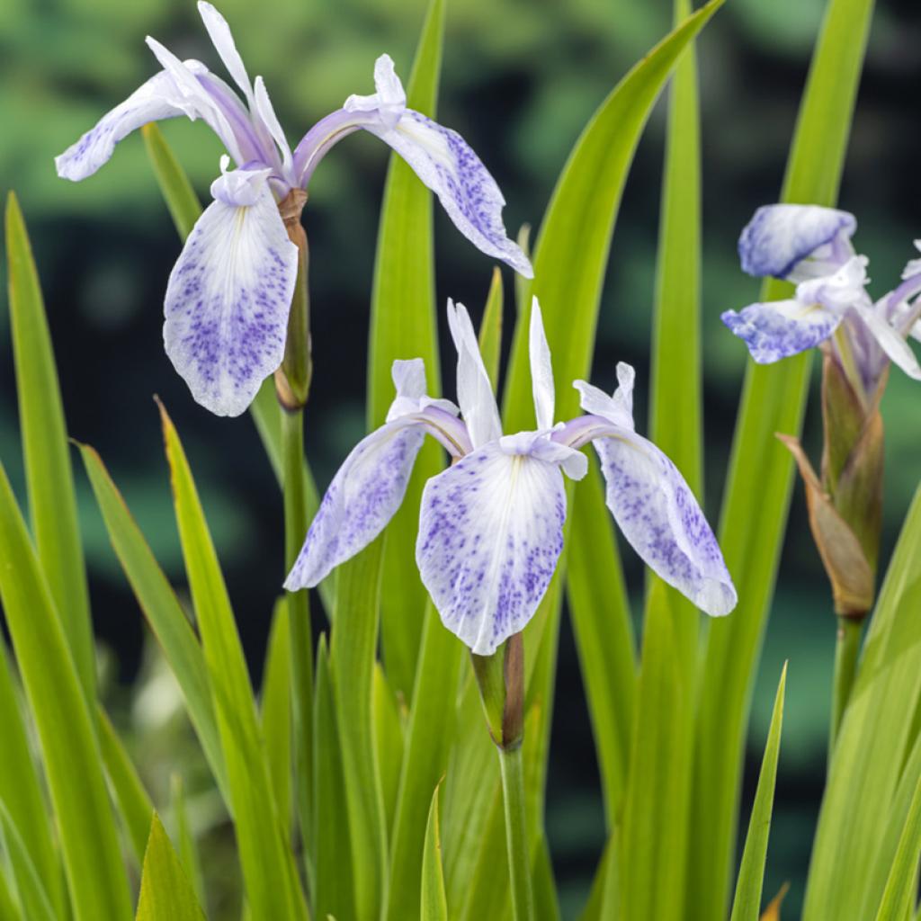 Iris laevigata Queen Victoria - Japanese water iris - Perennial for wet ...