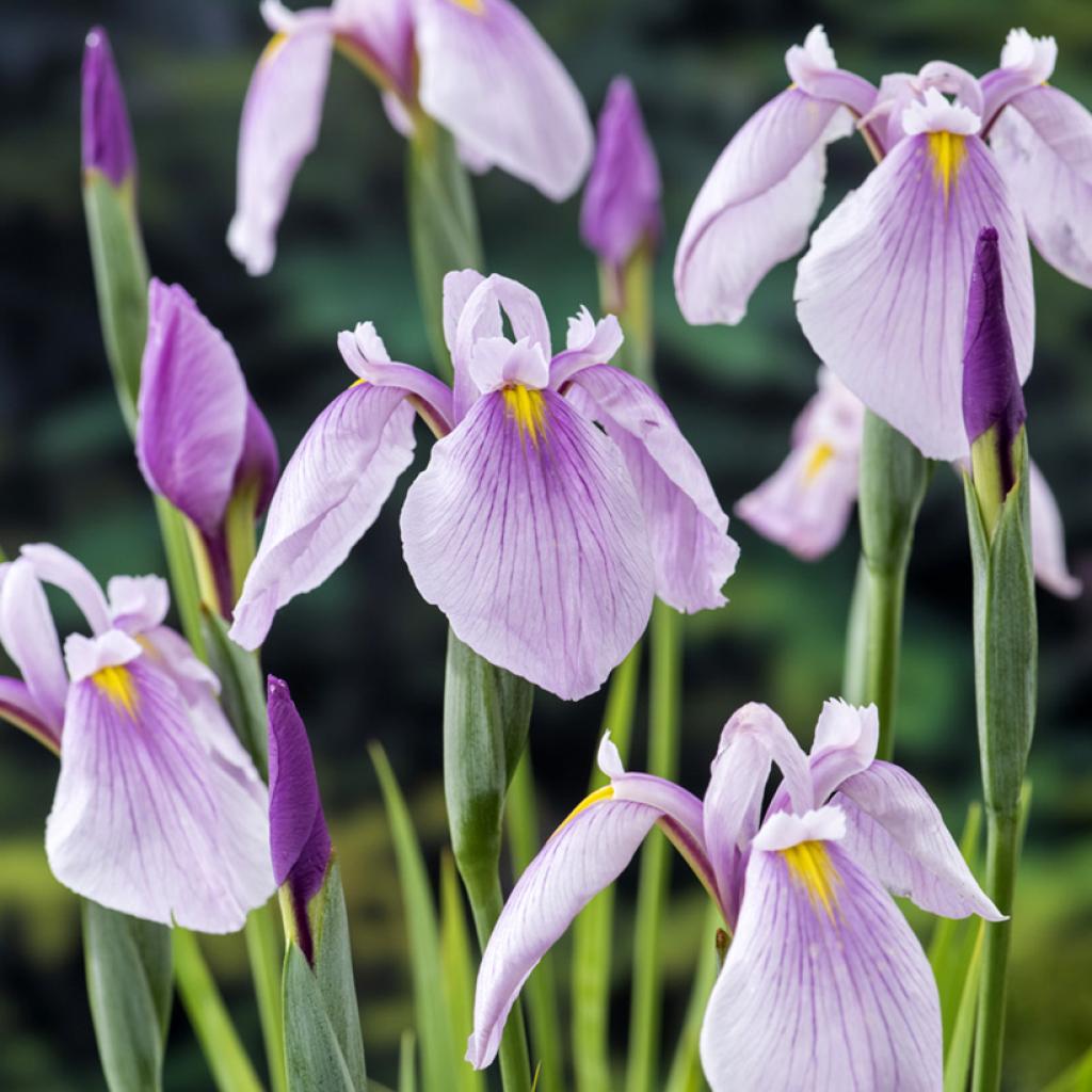Iris laevigata Queen Victoria - Japanese water iris - Perennial for wet ...