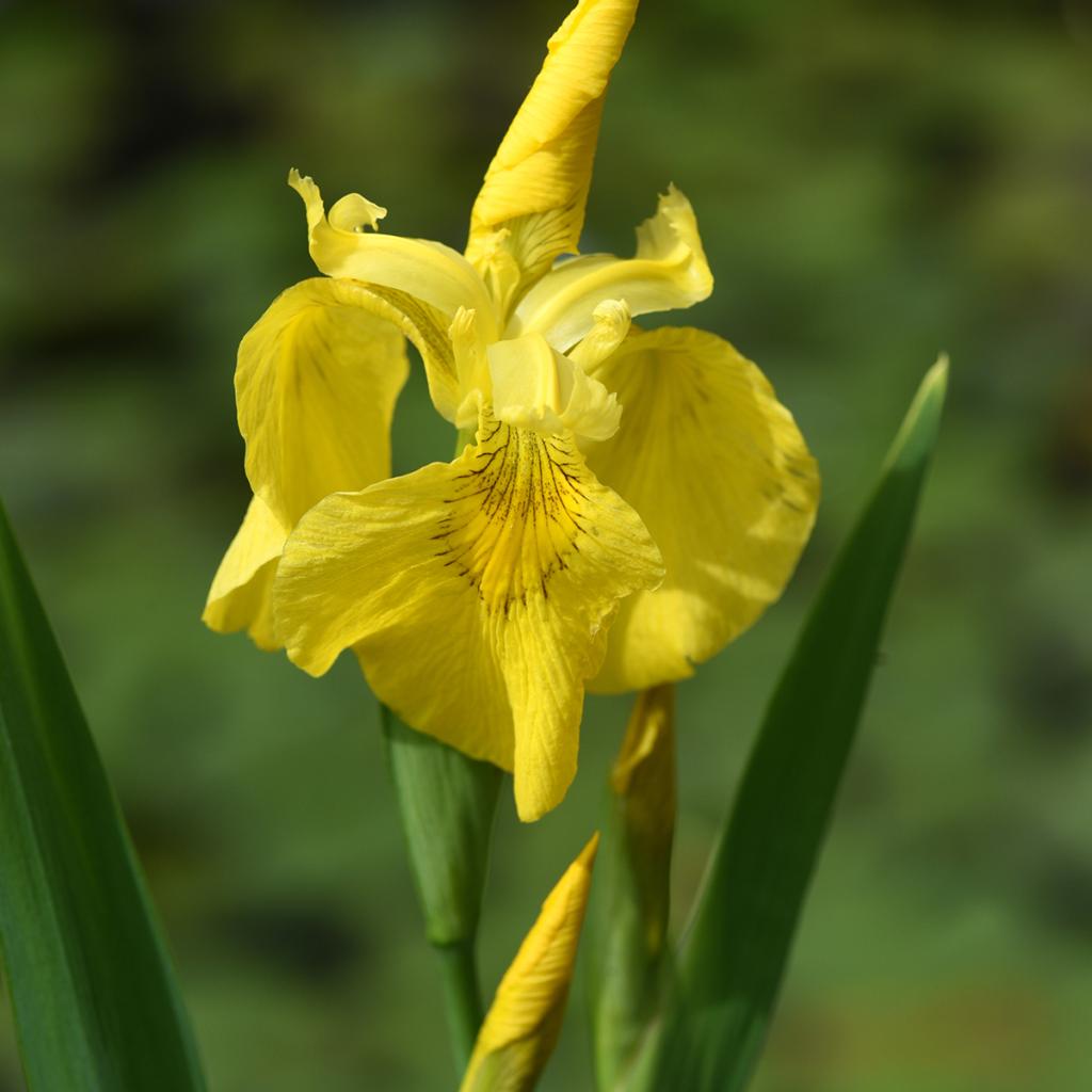 Iris pseudacorus - Water Iris, Marsh Iris - Pretty bright yellow flowers.