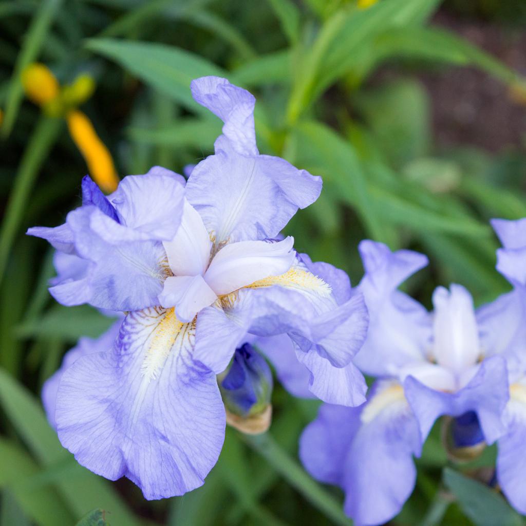 Iris Blue Denim (SBD)- Light blue dwarf Garden Iris.