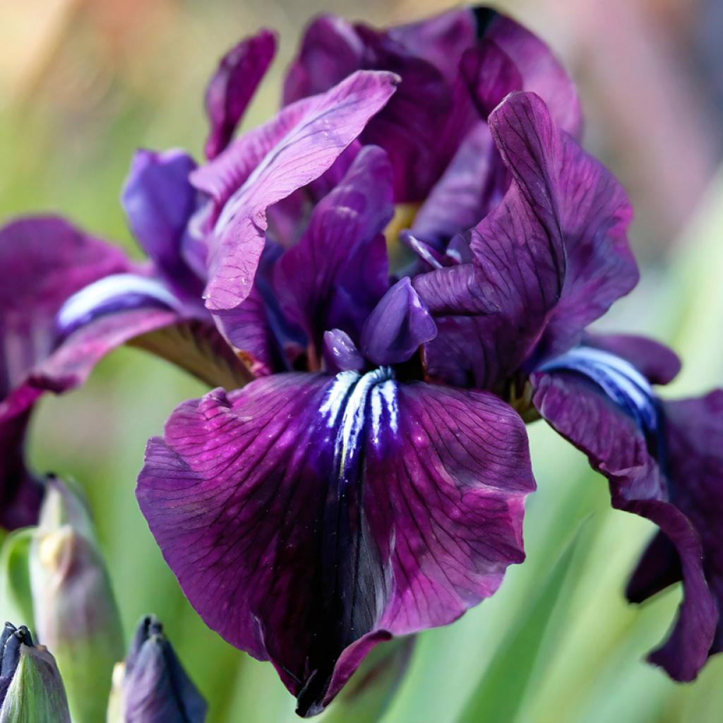 Iris sibirica Purplelicious - Siberian Iris with deep purple flowers