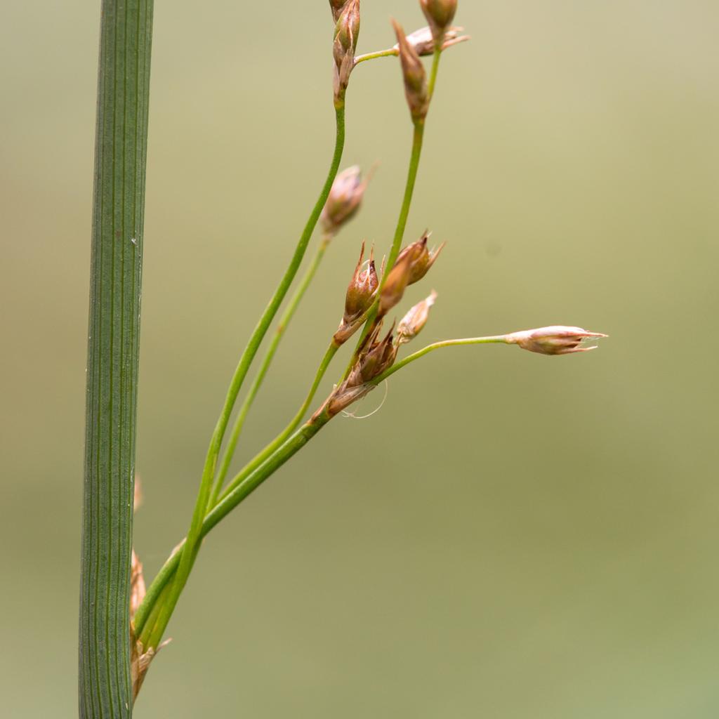 Juncus inflexus - Glaucous Rush - A perennial for riverbanks or moist soil.