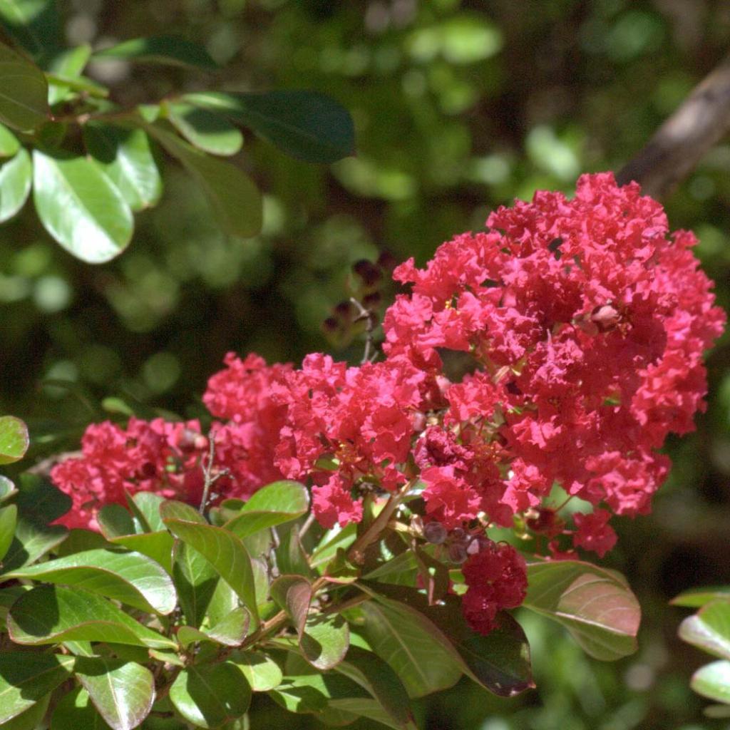 Lagerstroemia indica Red imperator - Red Imperator Indian Lilac - Dwarf ...