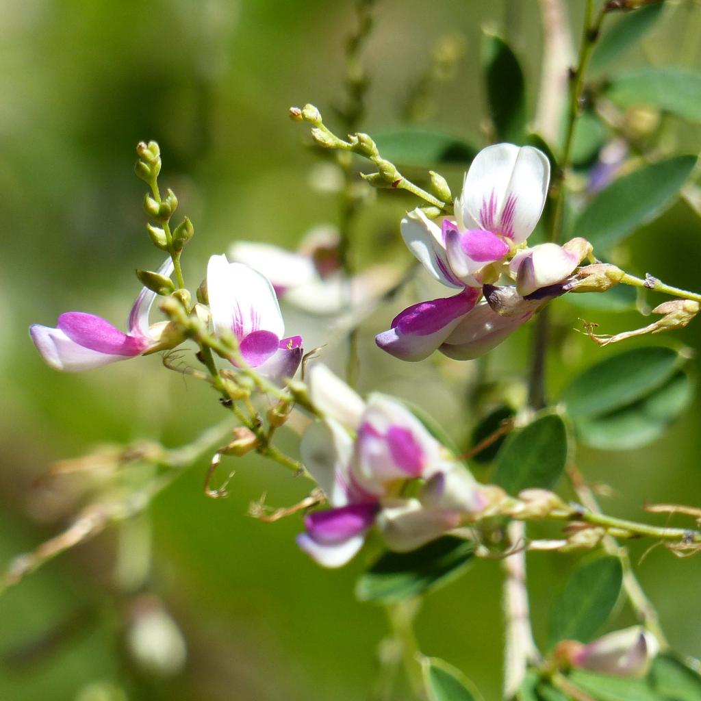 Lespedeza thunbergii Edo-Shibori - Bicoloured Thunberg's Tree Clover