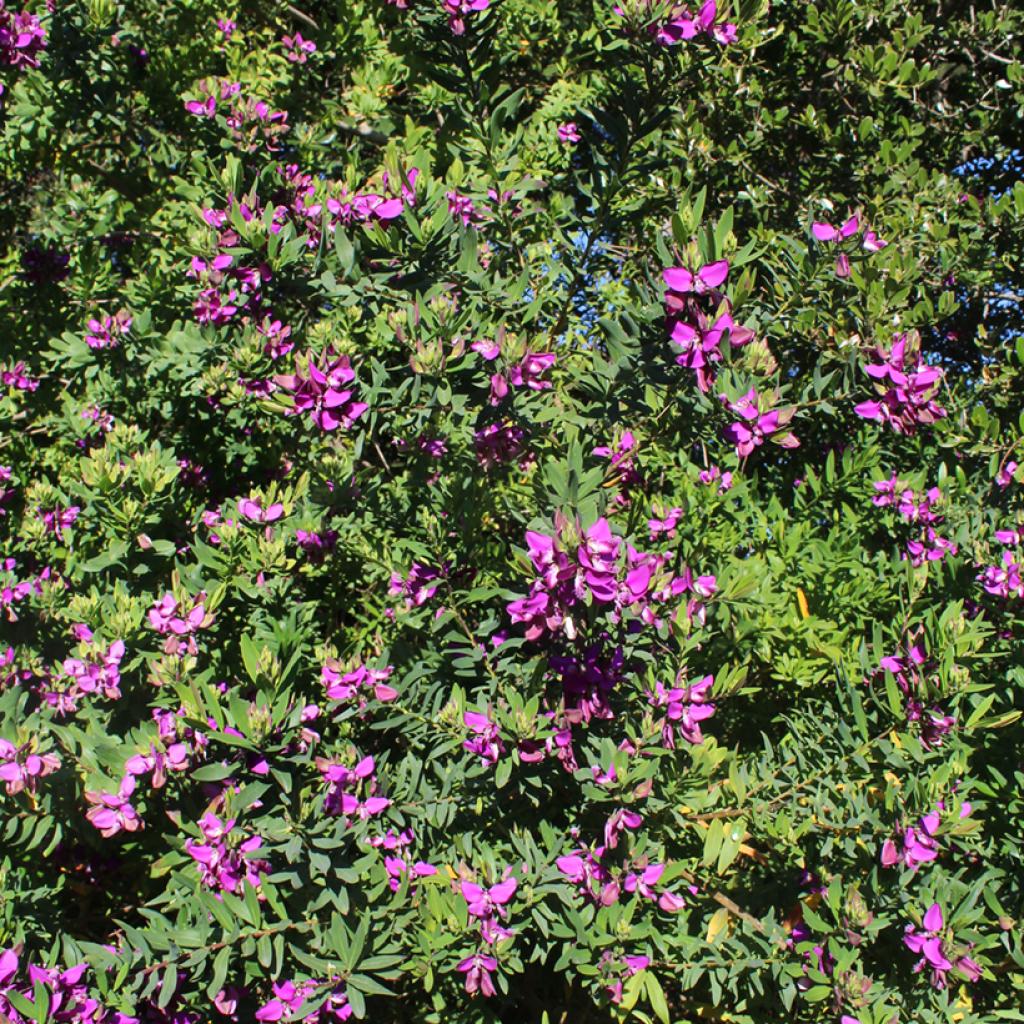 Lespedeza thunbergii - Late flowering bush, abundant, purple-pink