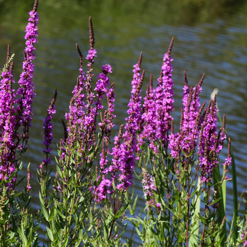 Lythrum salicaria - Purple loosestrife - Perennial for moist soil with ...