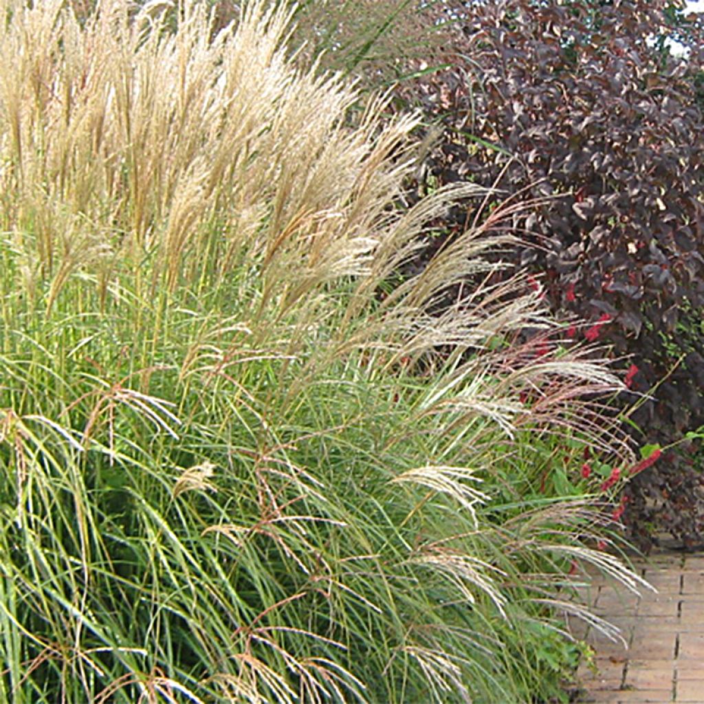 Miscanthus sinensis Yaku-Jima - Chinese reed with green foliage marked ...