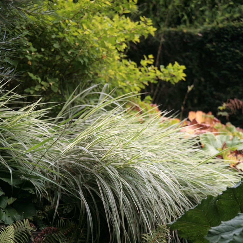 Miscanthus sinensis Variegatus - Variegated grass with silver foliage.