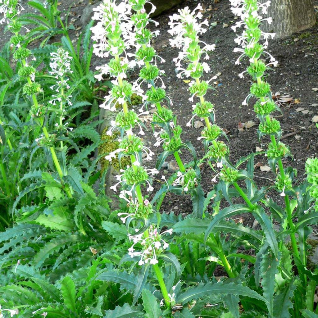 Morina longifolia - A perennial with original flowers and a rosette of ...