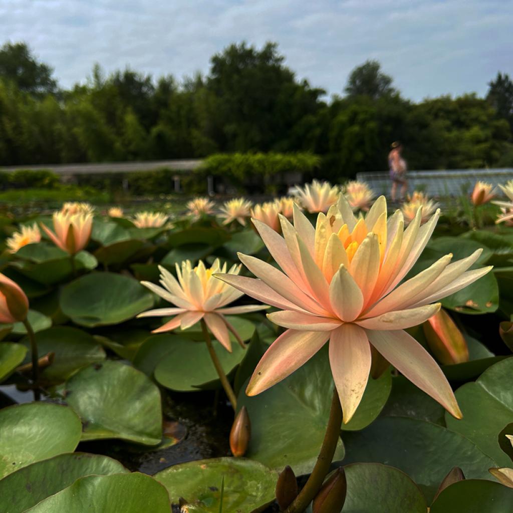 Nymphaea 'Barbara Davies' - Large hardy water lily with semi-double ...