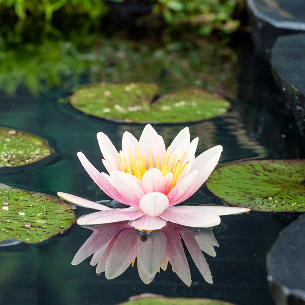 Nymphaea Colonel A.J. Welch - Yellow Water Lily - Aquatic plant