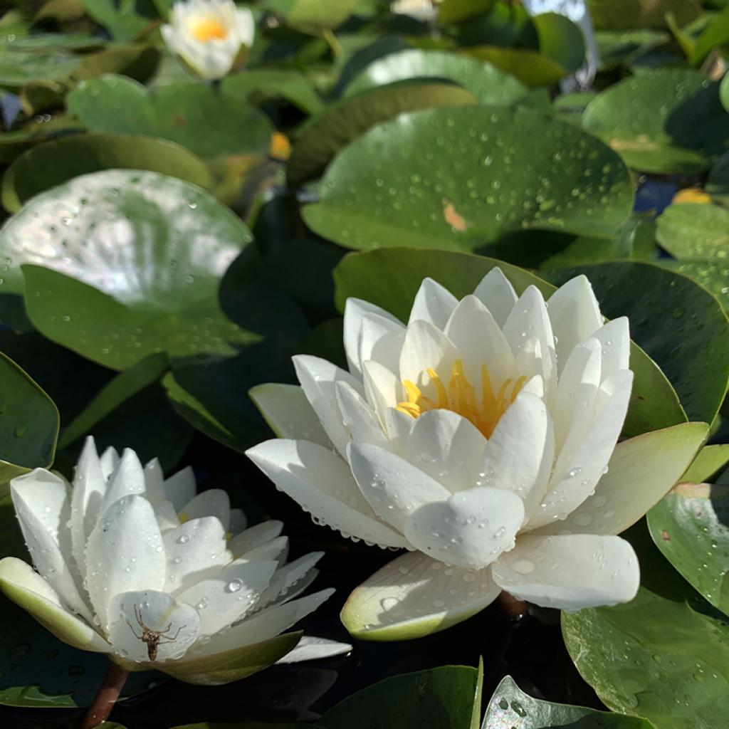 Nymphaea White Sultan - Large hardy water lily with white flowers