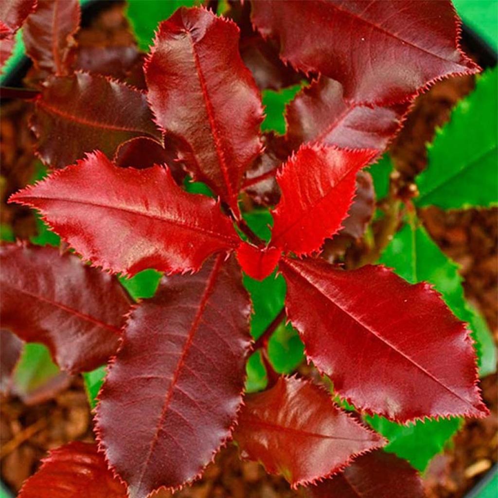 Photinia fraseri 'Magical Volcano' ('Kolmavoca') - Young leaves red all ...