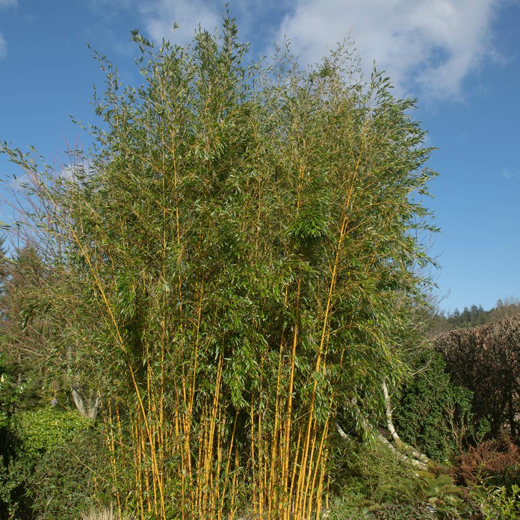 Phyllostachys Aureosulcata Spectabilis Striking Medium sized Bamboo