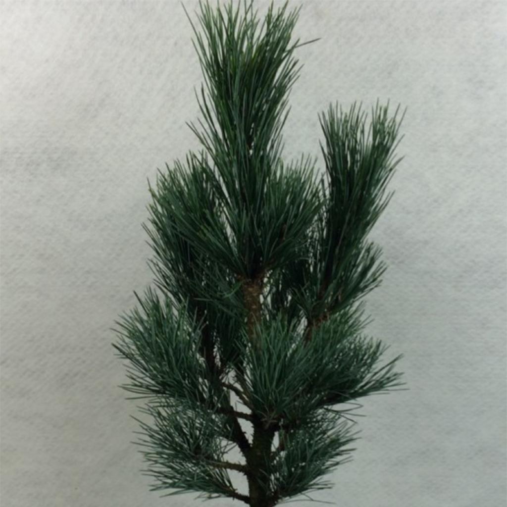 Pinus cembra Compacta Glauca - dwarf pine with an ovoid habit.