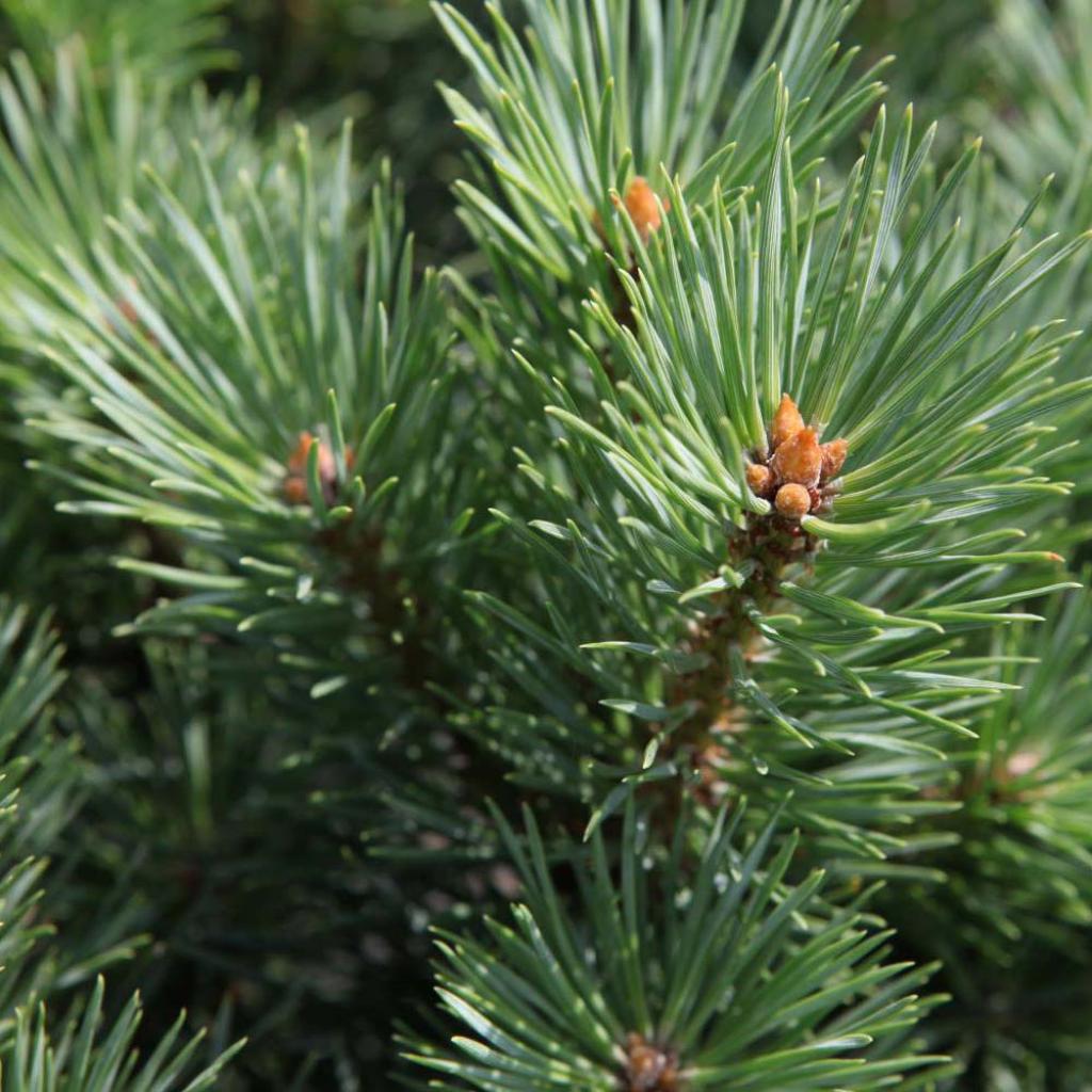 Pinus sylvestris 'Watereri' - Dwarf Scots Pine with irregular umbrella ...