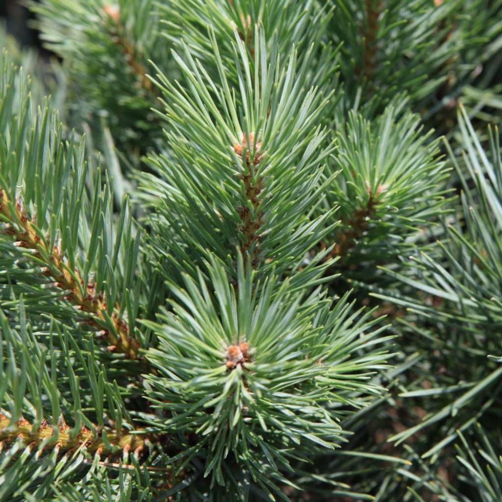 Pinus sylvestris 'Watereri' - Dwarf Scots Pine with irregular umbrella ...