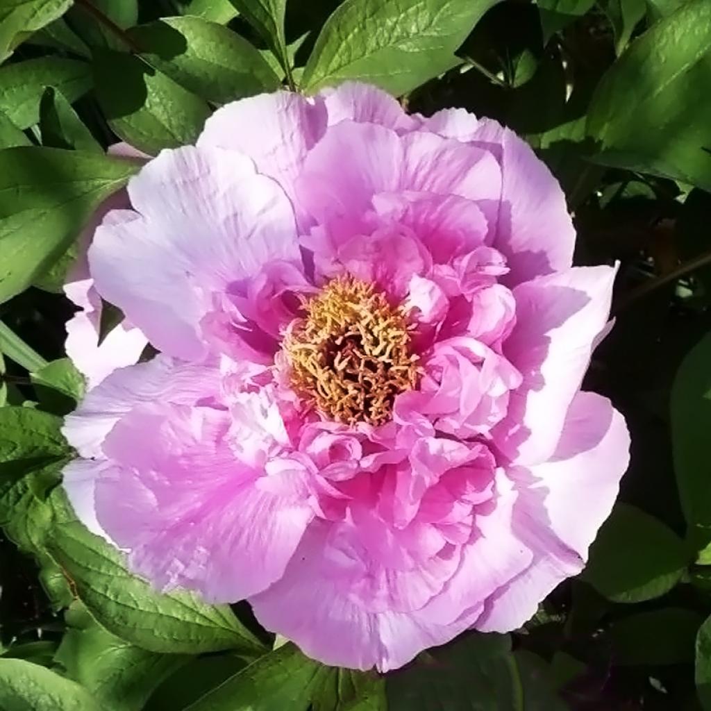 Paeonia suffruticosa Fen He Piao Jiang - Tree peony with pink lotus ...