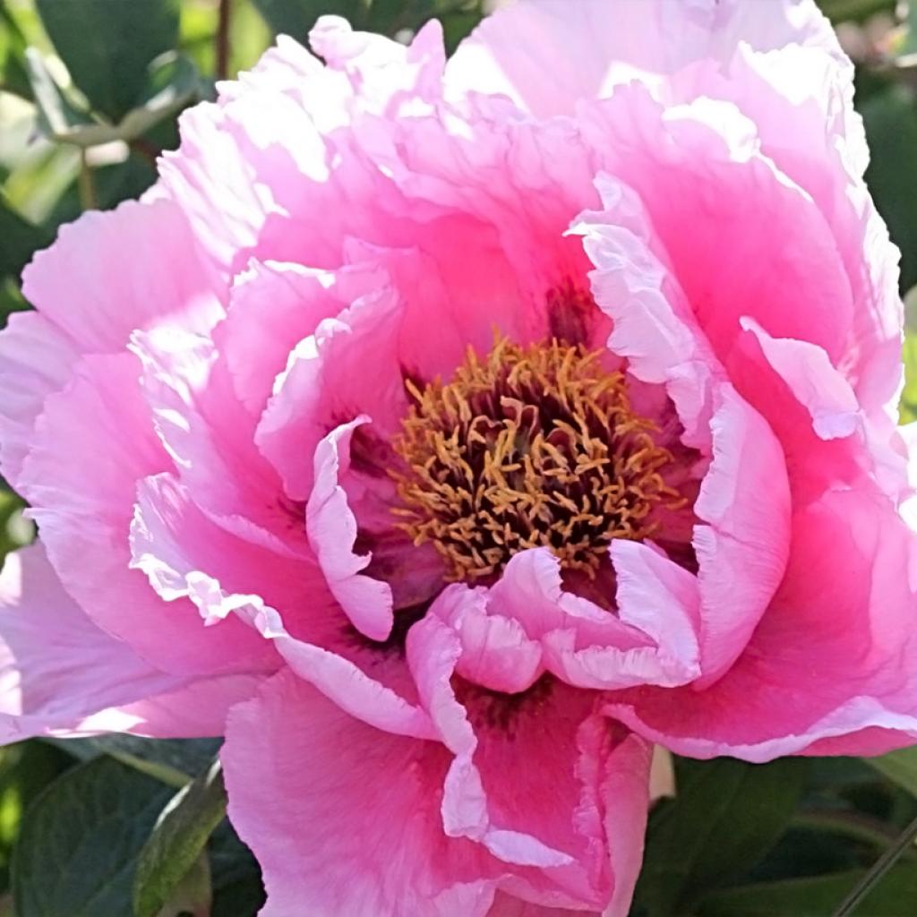 Paeonia suffruticosa Rou Fu Rong - Tree peony with semi-double, deep ...