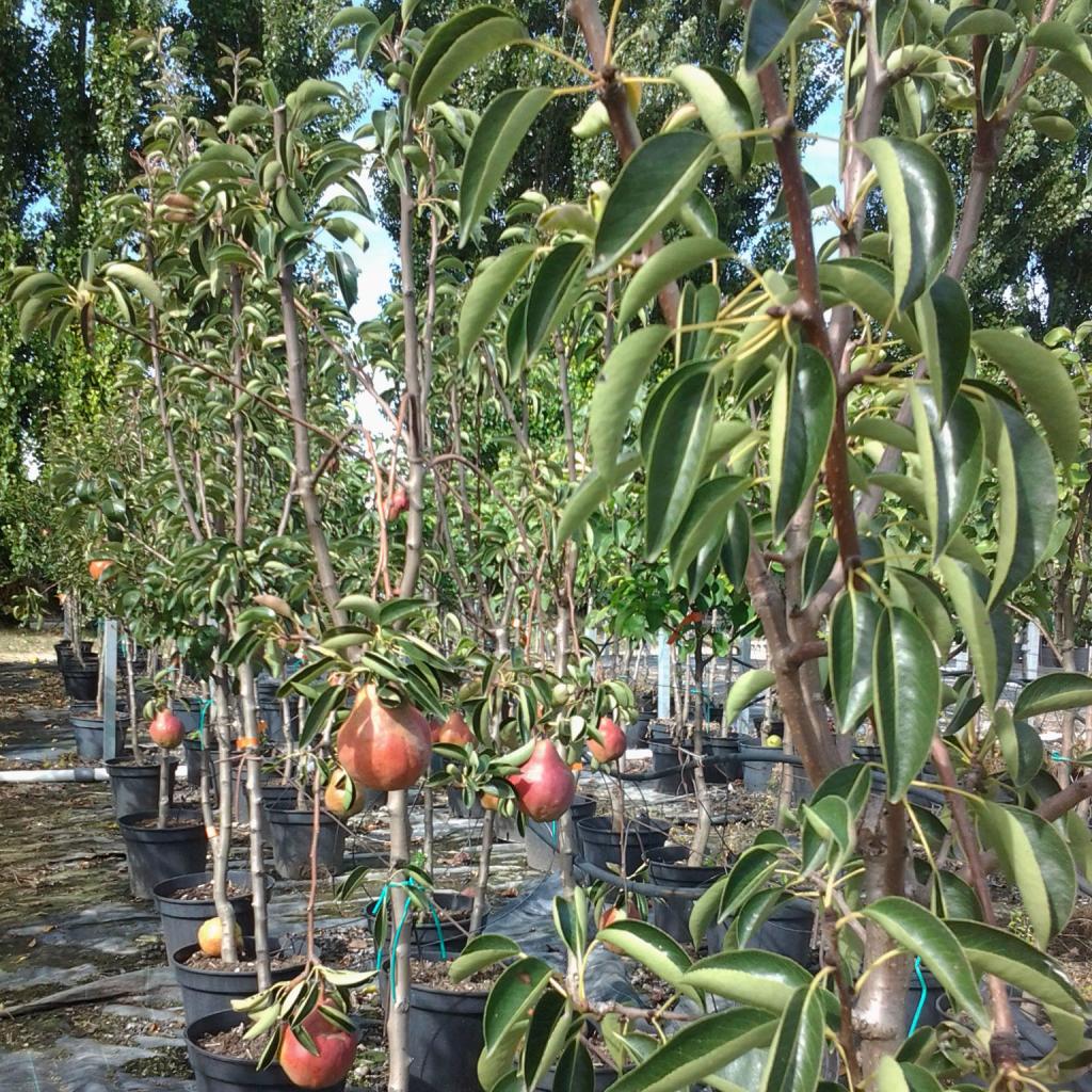 Red Williams Pear Tree - Pyrus communis - Pears with red-yellow skin.