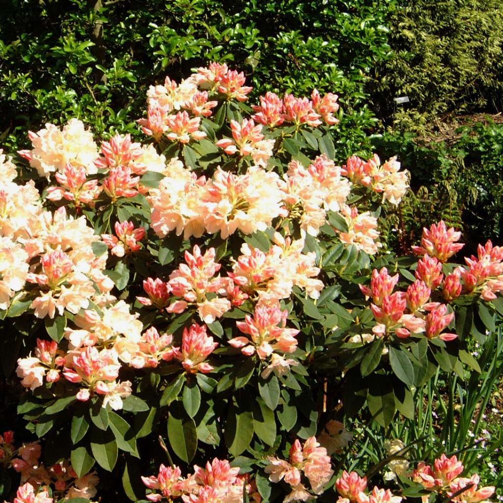 Rhododendron yakushimanum Golden Torch - white-cream and yellow flowers.