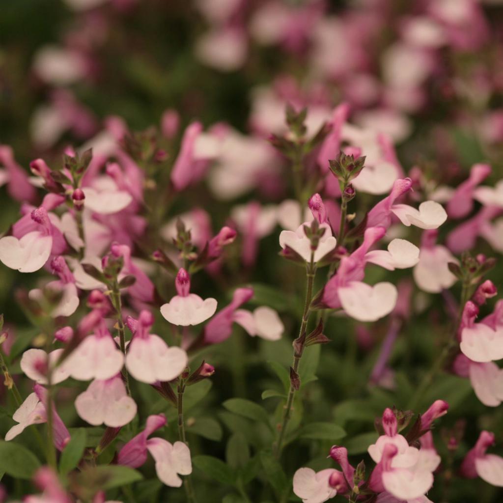 Salvia Dysons Joy