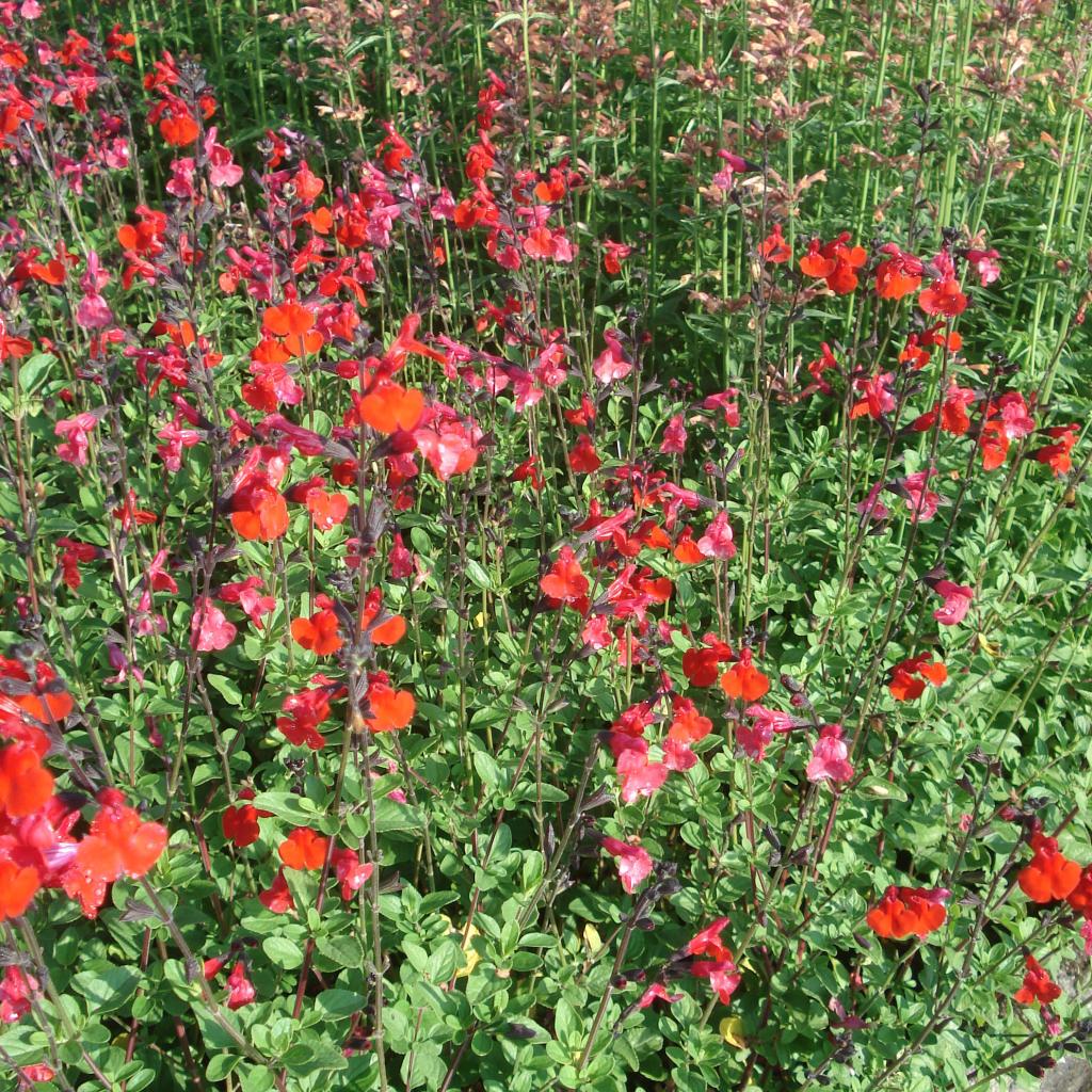 Sage - Salvia microphylla Royal Bumble - Perennial shrub with red flowers.