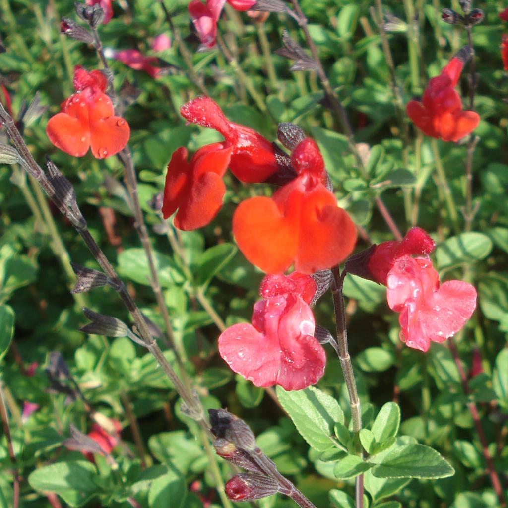 Sage - Salvia microphylla Royal Bumble - Perennial shrub with red flowers.