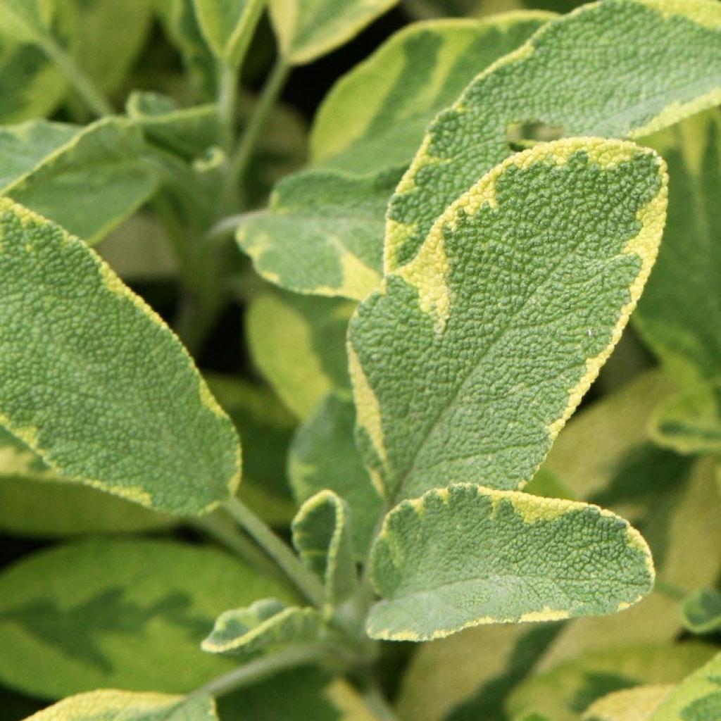 Salvia officinalis Aurea - Golden Sage, young aromatic plants with ...