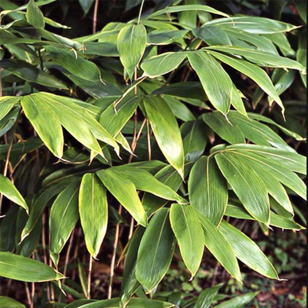 Sasa palmata Nebulosa - Small running bamboo with large glossy leaves.