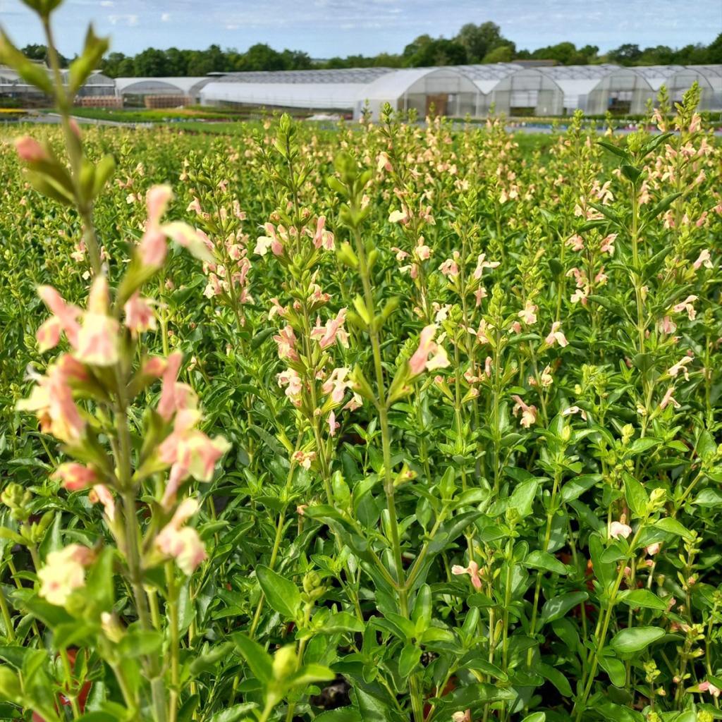 Salvia jamensis Belle de Loire - Shrubby sage with bicolour yellow and ...