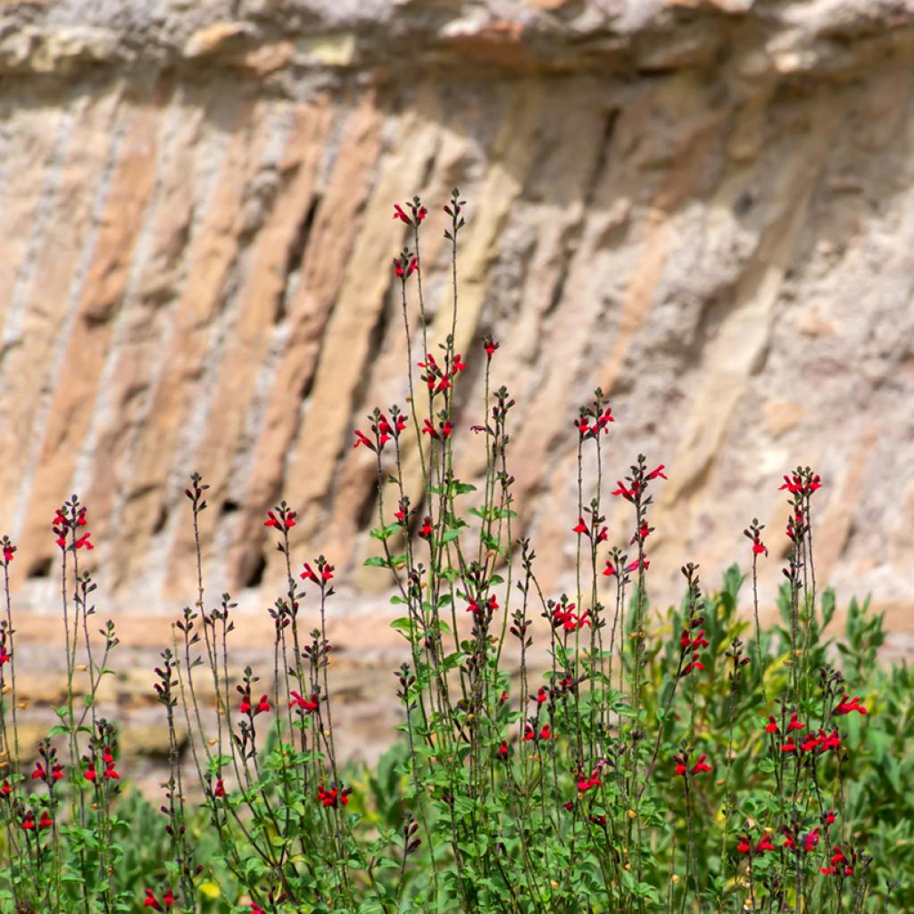 Sage - Salvia microphylla Royal Bumble - Perennial shrub with red flowers.