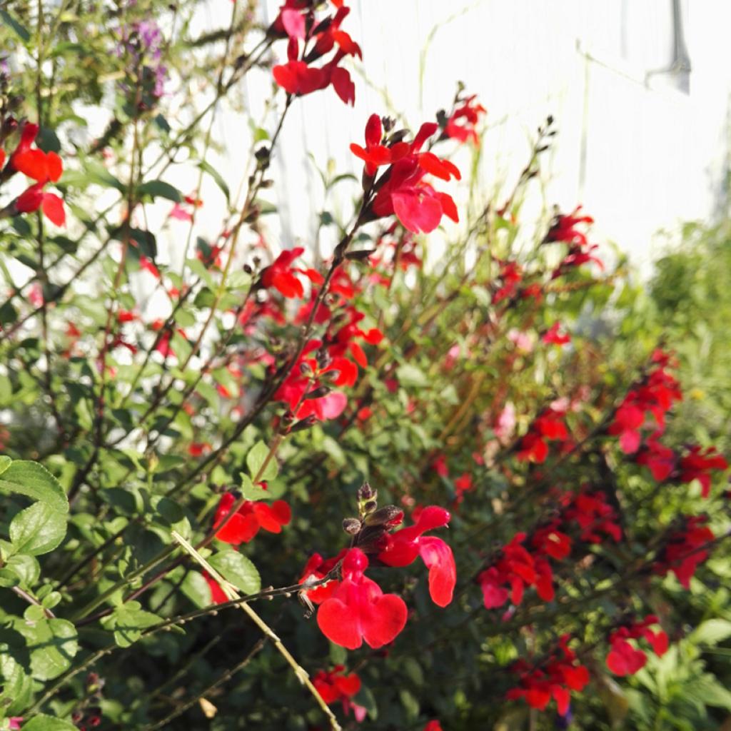 Sage - Salvia microphylla Royal Bumble - Perennial shrub with red flowers.