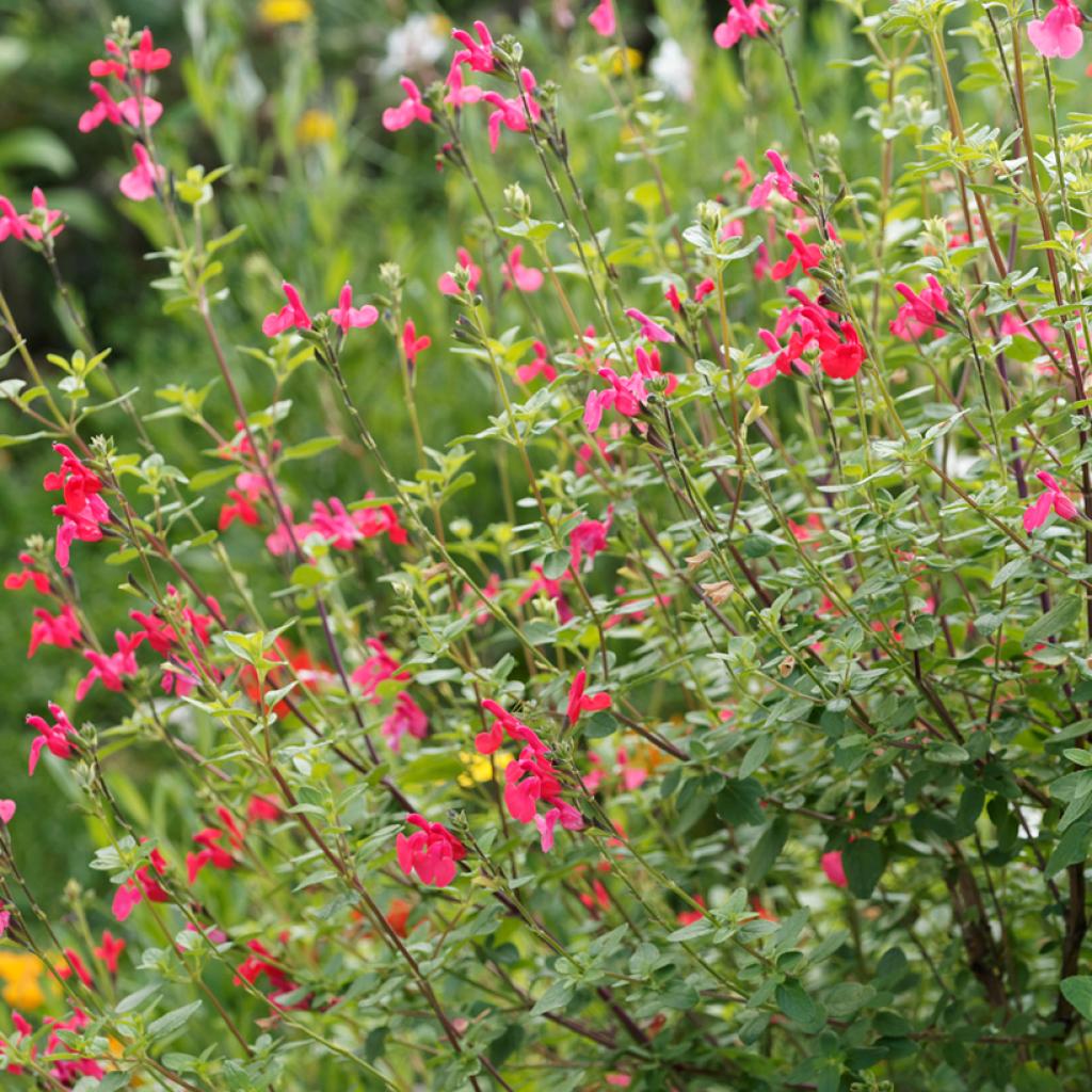Salvia grahamii - Shrubby Sage offering small intense red flowers in ...