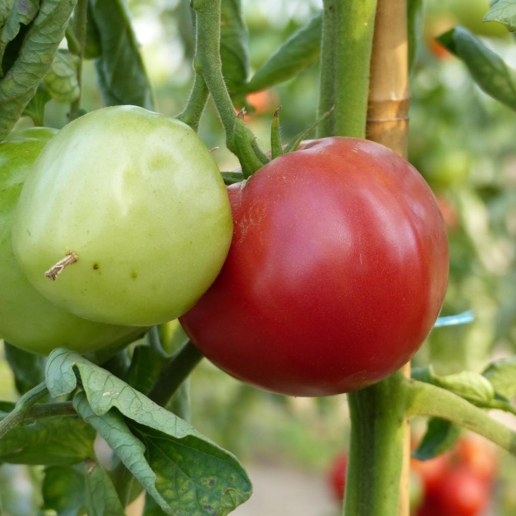 'Rose de Berne' Tomato - Young plants for the vegetable garden ...