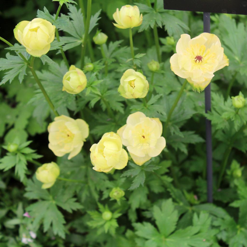 Trollius cultorum Cheddar - Trollius - A magnificent perennial with ...